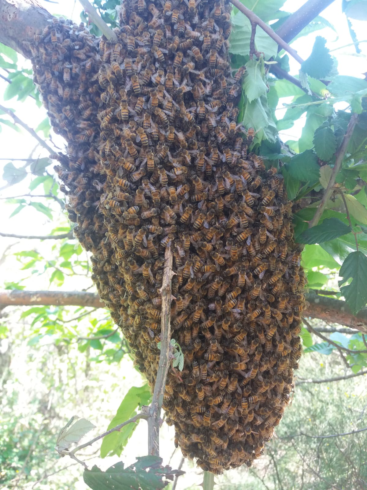 Catching a swarm – Olivia's Journal